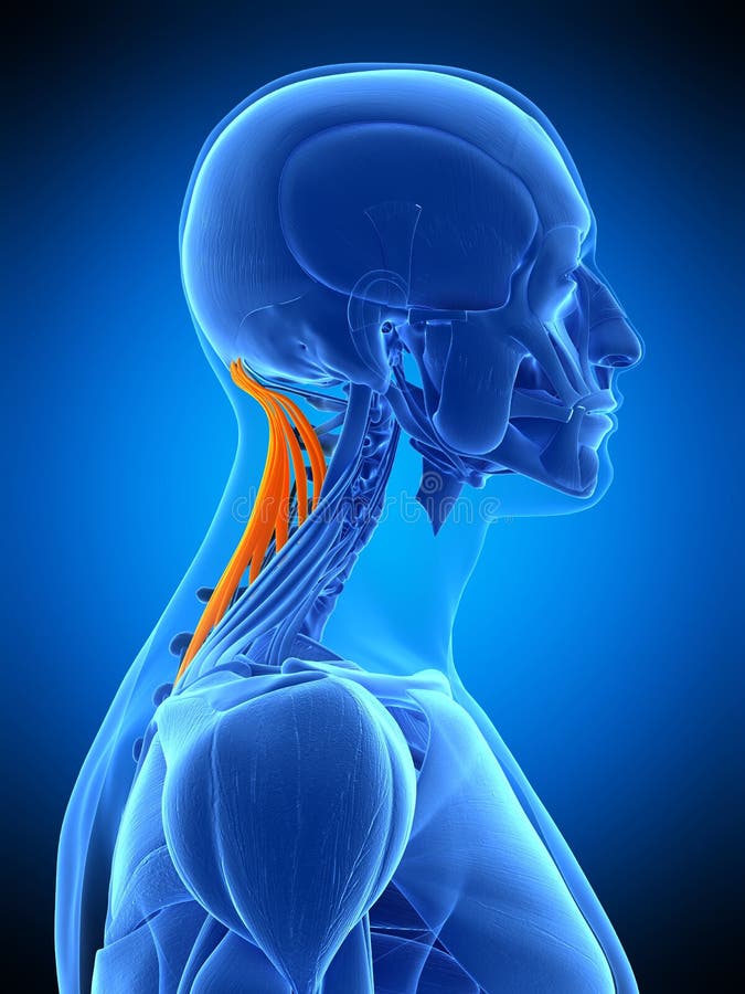 Das semispinalis capitis stock abbildung. Illustration von muskulatur ...