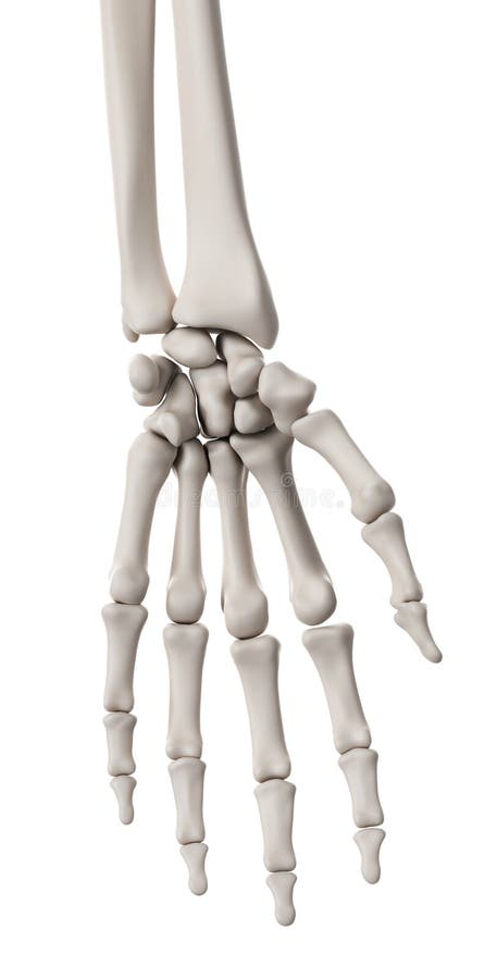 Das Skelettartige System - Die Hand Stock Abbildung - Illustration von ...