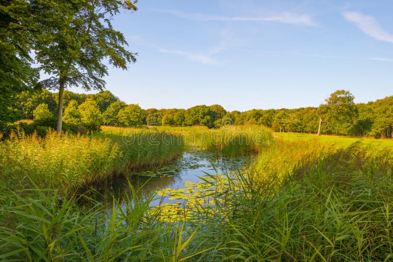 Das Ufer Von Einem See Im Sommer Stockfoto - Bild von horizont ...