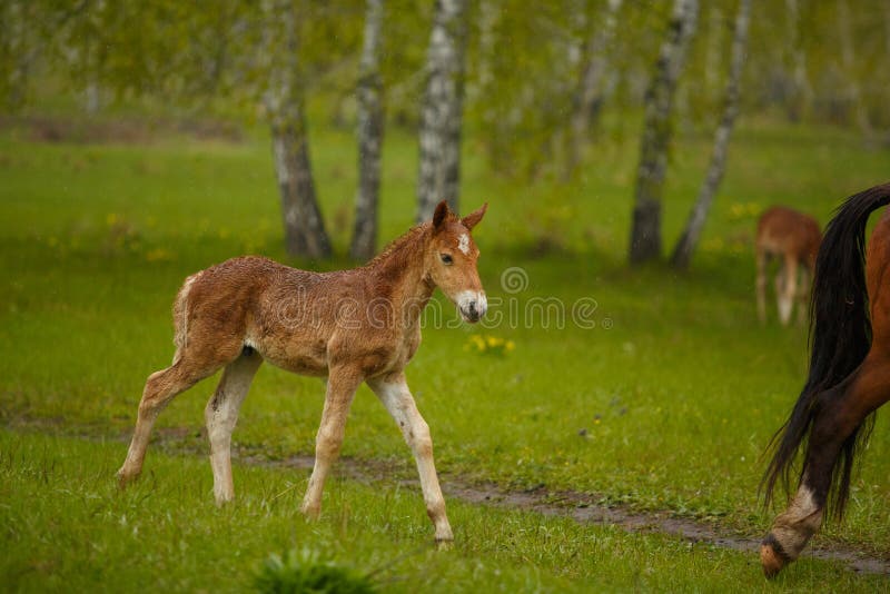 Das Wenige Fohlen in Der Wiese Stockfoto - Bild von gras, kamera: 72337074