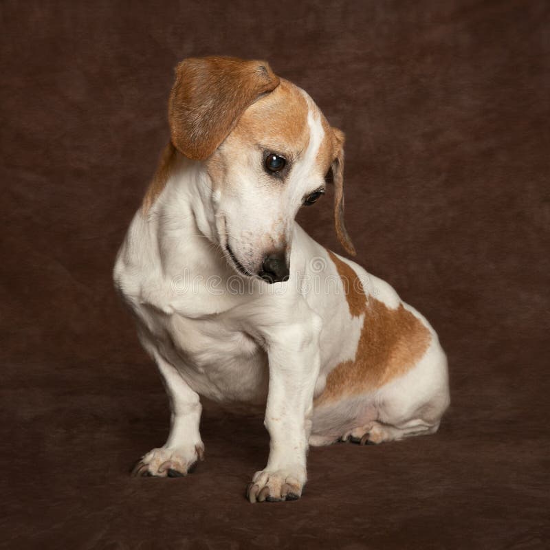 Daschund on Brown Studio Background Looking Down Stock Photo - Image of ...