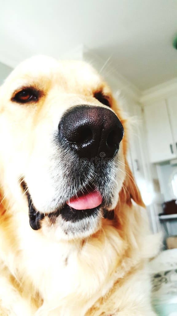 DASH stock image. Image of posing, canine, dash - 99031393