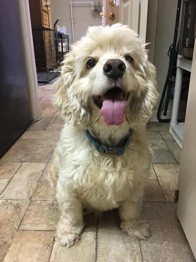 Dash dog stock image. Image of valentine, spring, wife - 85727699