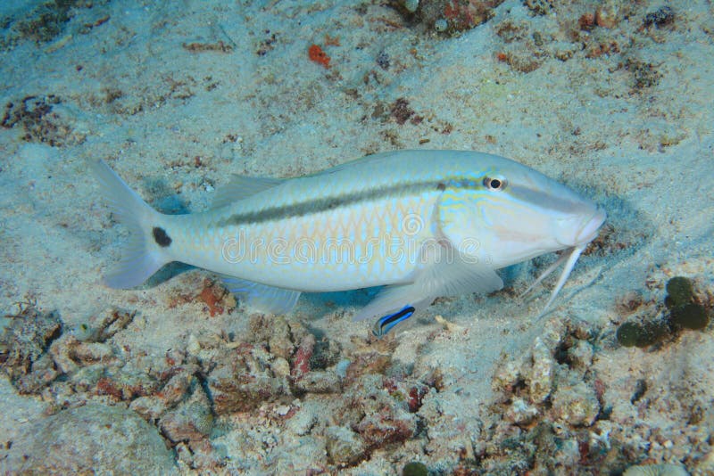 Dash-and-dot goatfish stock image. Image of marine, egypt - 31413167
