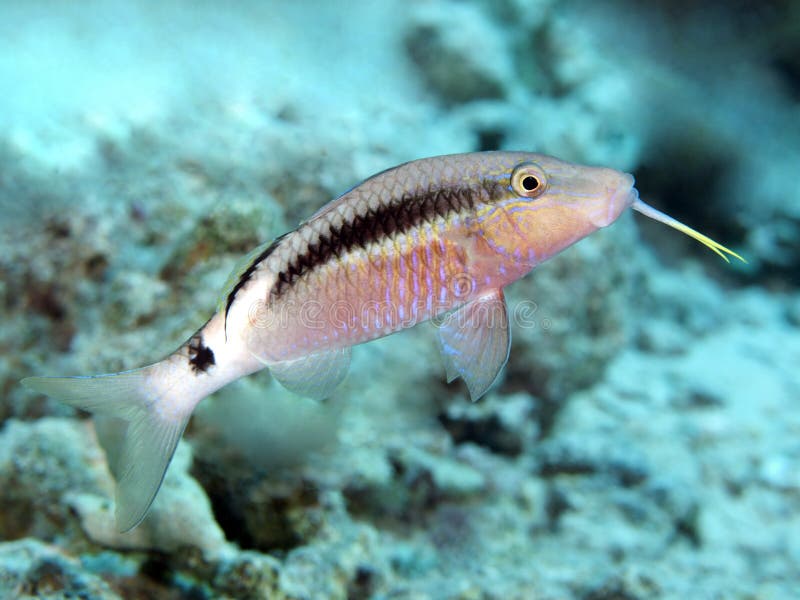 Dash Dot Goatfish Parupeneus Barberinus Stock Image - Image of face ...