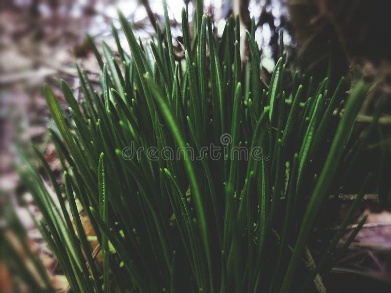 A Dash of Green editorial stock photo. Image of spring - 67892613