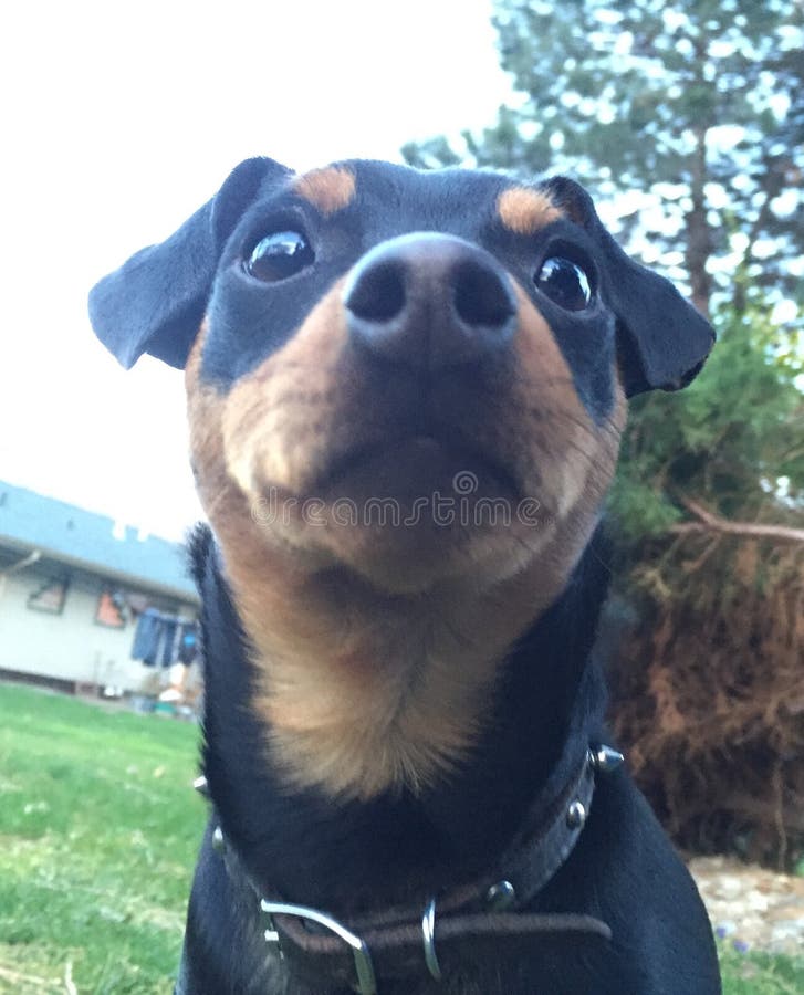 Dash Hound Min Pin Stock Photos - Free & Royalty-Free Stock Photos from ...