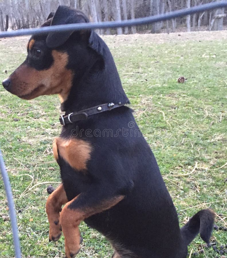 Dash hound/Min pin stock image. Image of hound, huntaway - 79983827