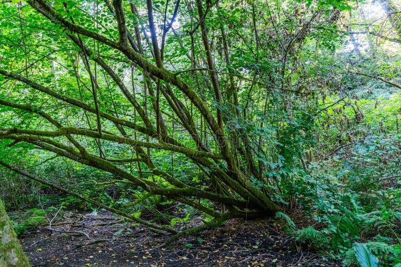 Dash Point Leaning Tree stock photo. Image of washington - 329343992