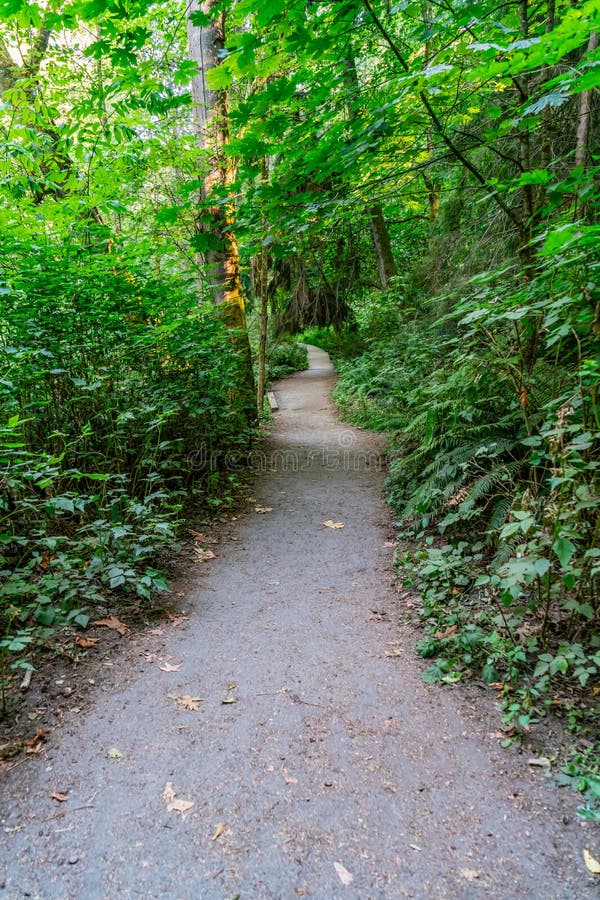 Dash Point Trail 2 stock photo. Image of hiking, nature - 329344054