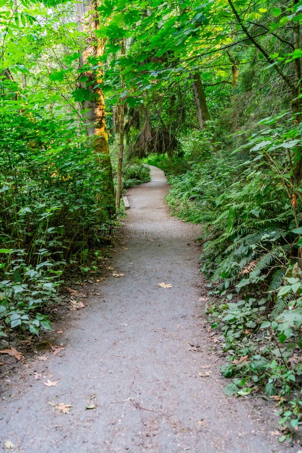 Dash Point Trail 3 stock photo. Image of recreation - 329512490