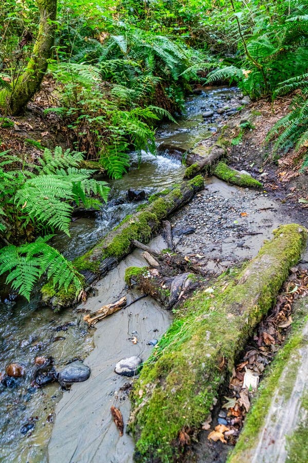 Dash Point Water Close-up 2 Stock Photo - Image of washington, water ...