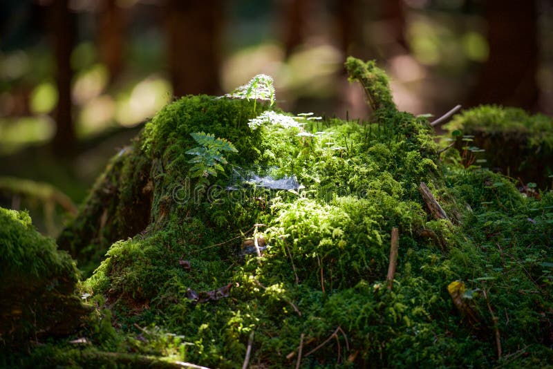 A Dash of Sunshine Swinging on a Spider Web Stock Photo - Image of ...
