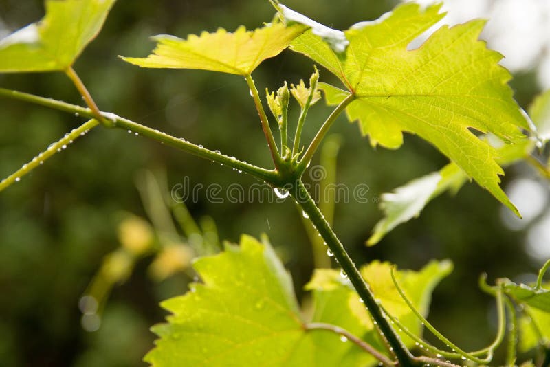 Dash of Water on Plant stock photo. Image of gutta, globule - 41442988