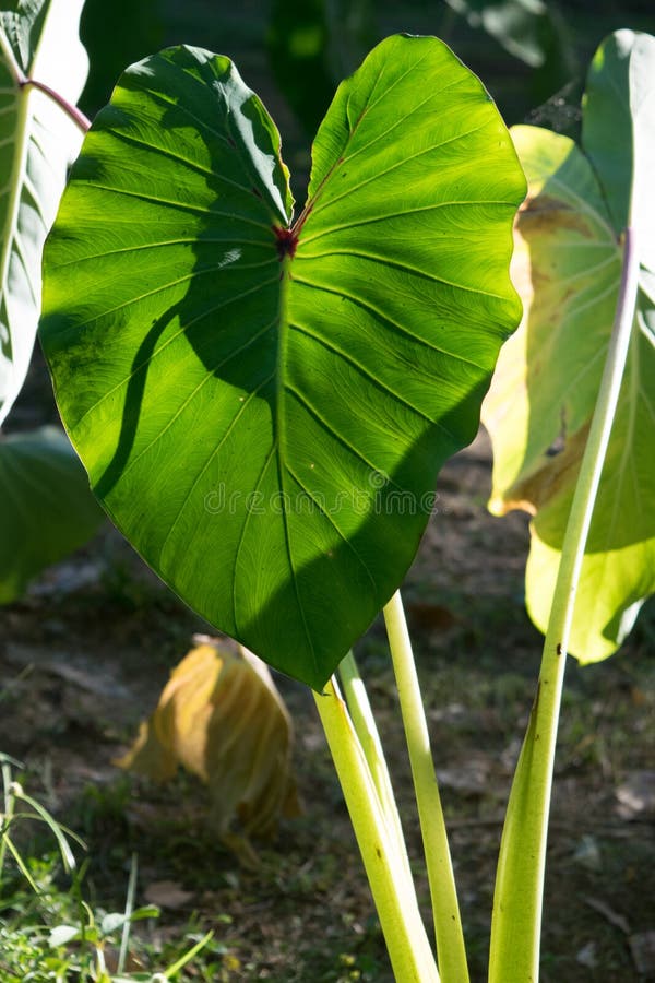 1,160 Dasheen Photos - Free & Royalty-Free Stock Photos from Dreamstime