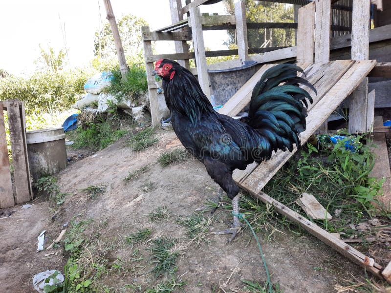 A Dashing Shiny Black Rooster Stock Image - Image of black, dashing ...