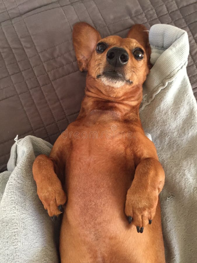 Dashuand we Now Dog on Back Stock Image - Image of dashuand, dashund ...