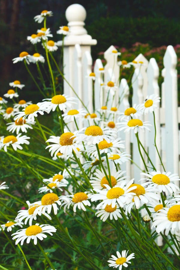 Dasies stock photo. Image of picket, american, summer - 47148626