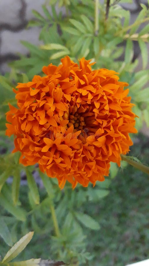 Daspethiya Flower and Other Garden Flowers Stock Image - Image of field ...