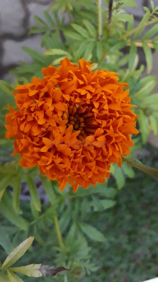 Daspethiya Flower Garden Stock Photos - Free & Royalty-Free Stock ...