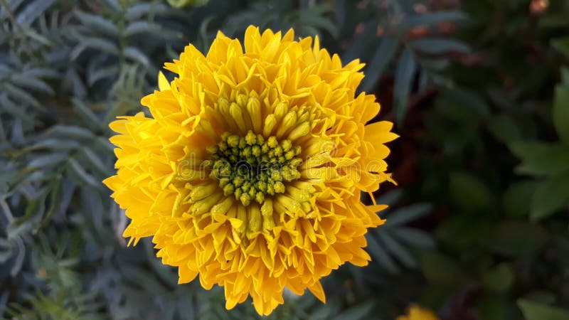 Daspethiya Flower Garden Stock Photos - Free & Royalty-Free Stock ...