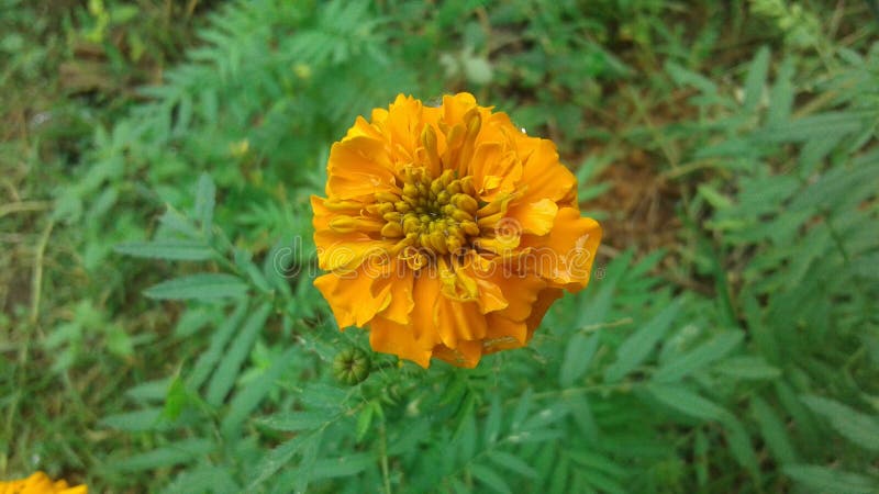 Daspethiya Natural Flower of Sri Lanka Stock Photo - Image of yellow ...