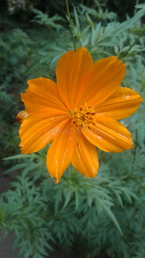 Daspethiya Natural Flower of Sri Lanka Stock Photo - Image of njust ...