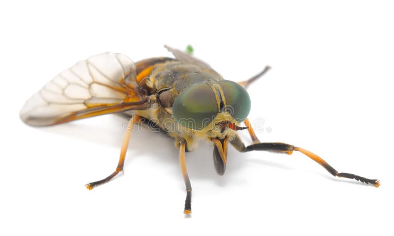 Dasselfliegen-Nahaufnahme stockfoto. Bild von sauger - 20515472