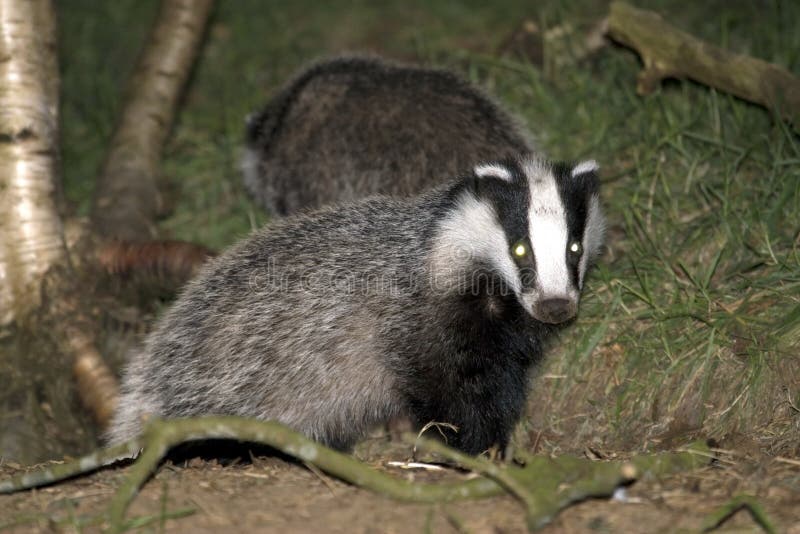 Dassens stock foto. Image of europees, roofdier, nederland - 28131278