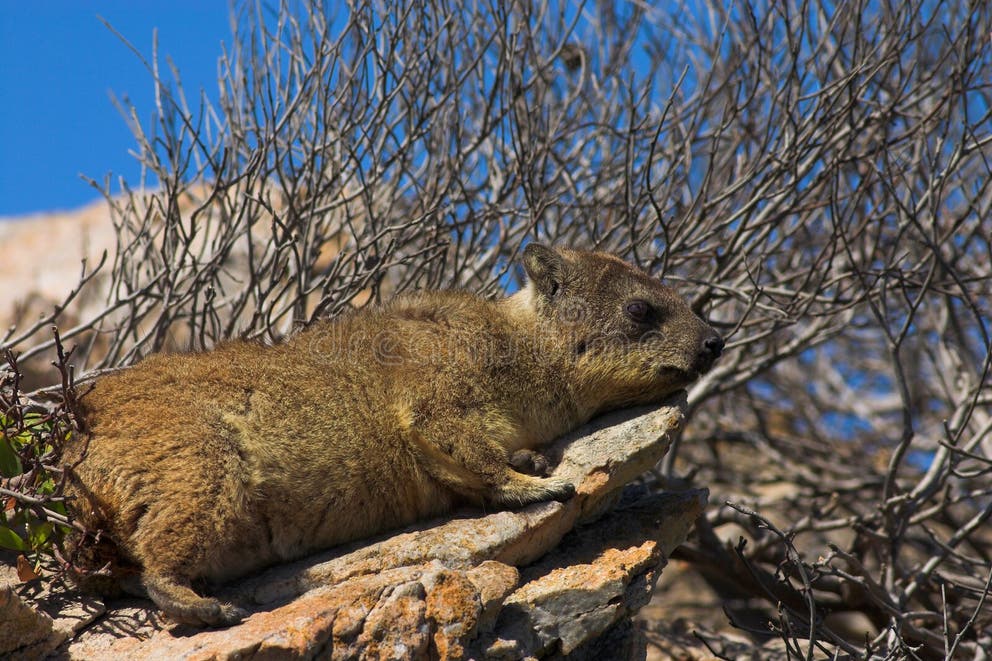 Dassie stock image. Image of rare, sneaky, creature, animal - 1893607