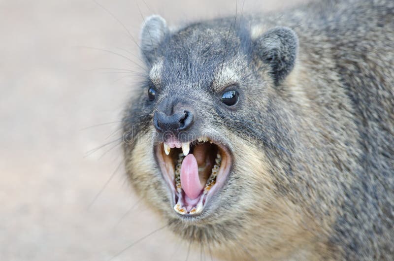 Dassie with attitude stock photo. Image of aggressive - 40961386