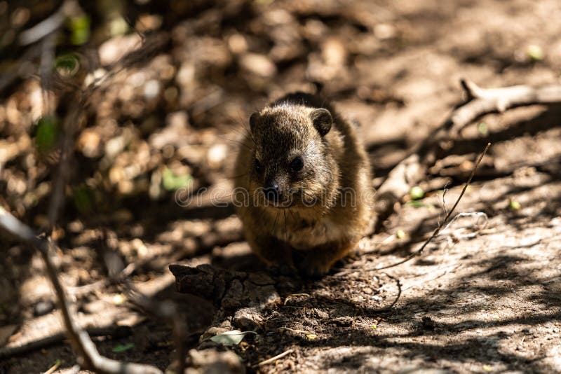 Baby Dassie on Rocks stock image. Image of brown, like - 36133473