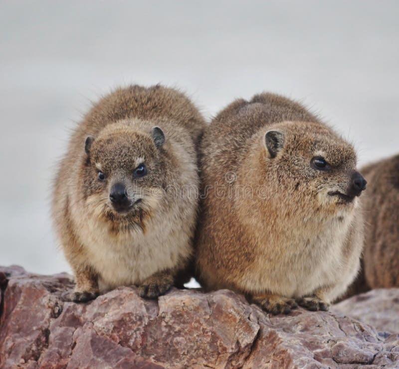 Dassie in Hermanus... stock photo. Image of animal, wildlife - 80059450