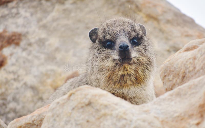 Dassie in Hermanus... stock photo. Image of animal, wildlife - 80059450