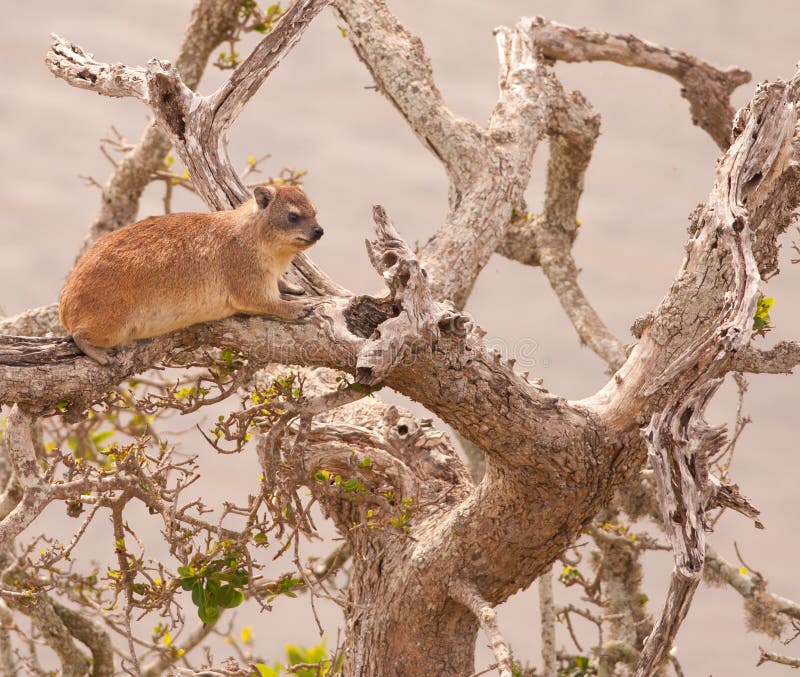 Dassie in dry tree stock photo. Image of brown, light - 21539520