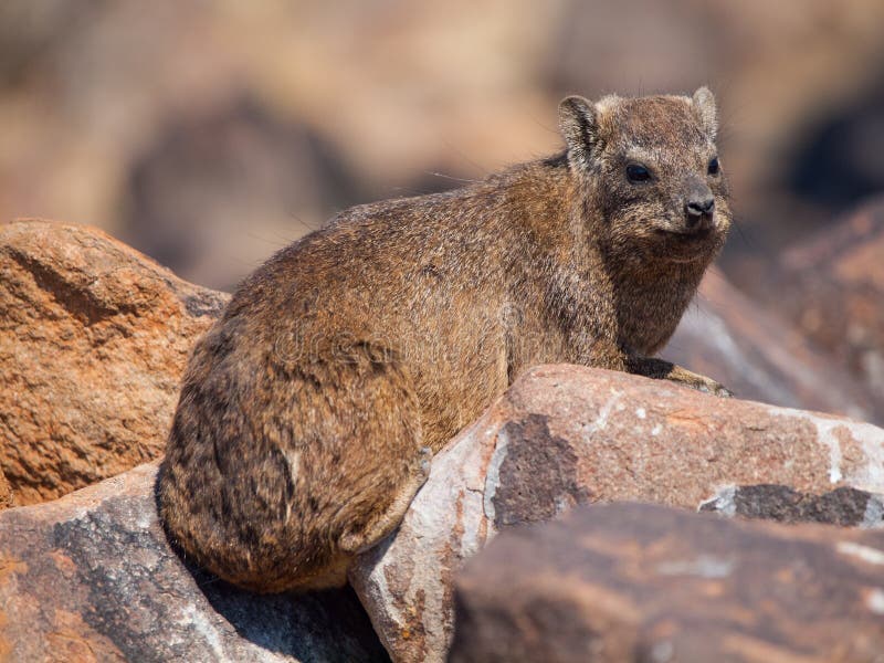 Dassie Rat stock image. Image of mouse, grass, rodent - 18609257