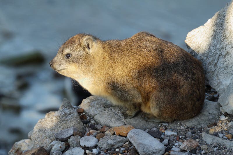 Dassie in South Africa stock image. Image of limb, animals - 50909737