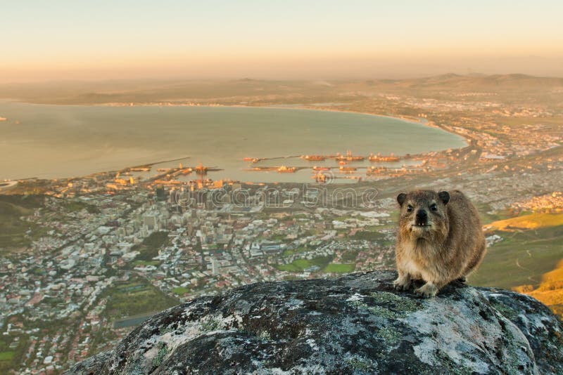 Dassie on Table Mountain South Africa Stock Image - Image of colourful ...