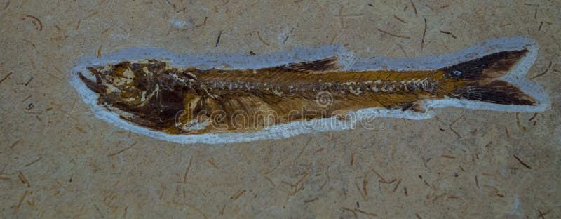 Dastilbe is an Extinct Genus Stock Image - Image of power, fossil ...