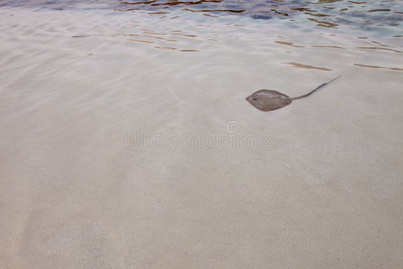 Dasyatis Pastinaea stock image. Image of republic, french - 23559203