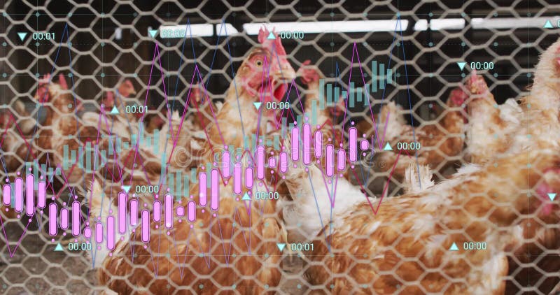 Data Analysis Animation Overlaying Chickens in Coop Stock Footage ...