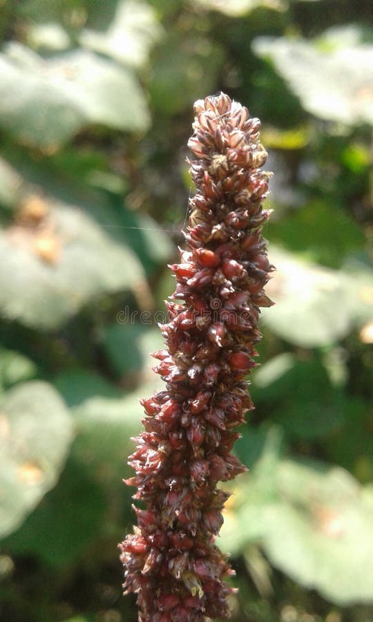 Data shak stock photo. Image of life, shak, gren, data - 136563974