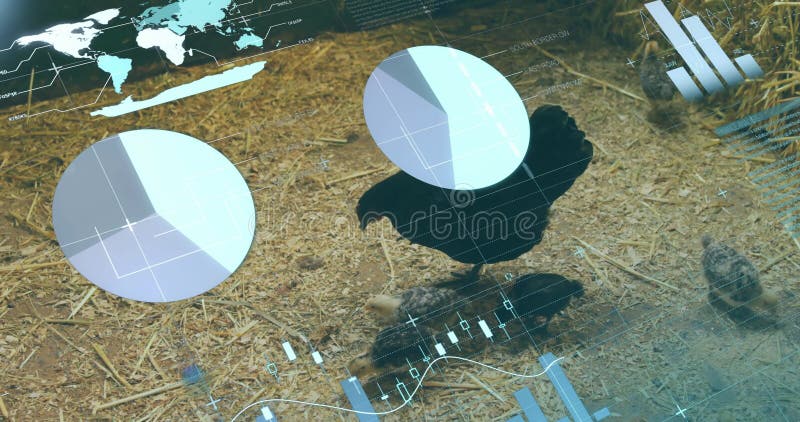 Data Visualization Overlay Animation on Chicken Walking on Straw in ...