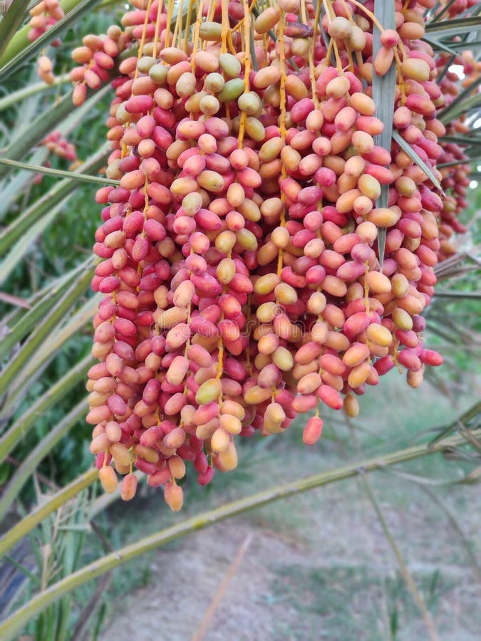 Date stock photo. Image of dates, date, tree - 283816438