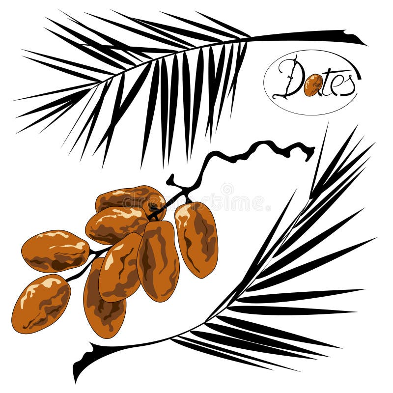 Branch Of Date Palm Fruit Icon In Black Flat Outline Design Stock ...