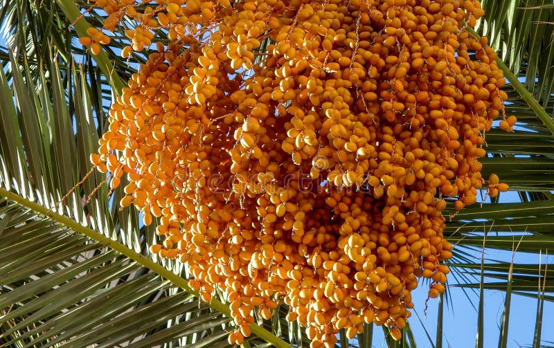 Date fruit bunch on a tree stock photo. Image of bunch - 254485400
