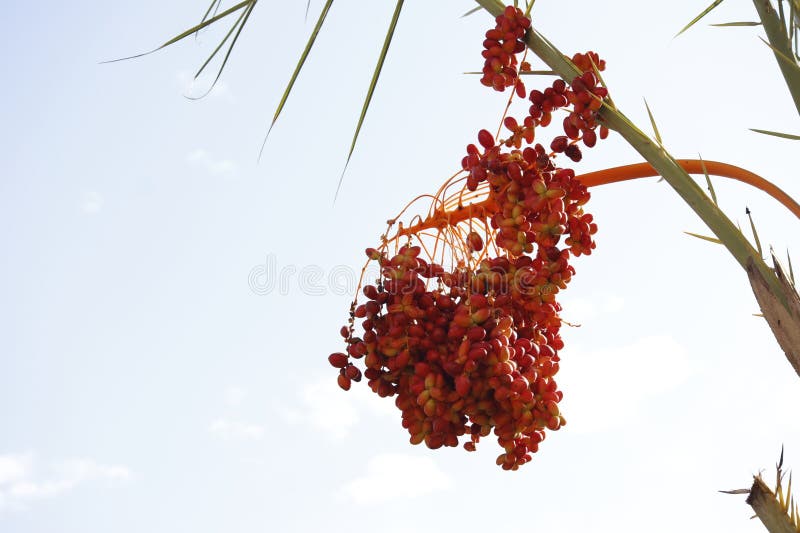 Date Fruit on the Date Palm in the Park. Stock Image - Image of tree ...
