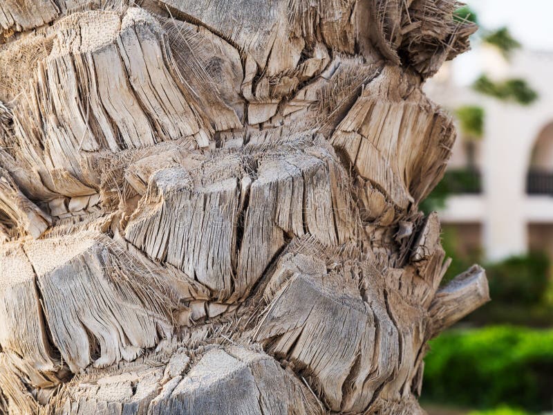 Date Fruit Palm Tree Trunk Texture, Macro Stock Image - Image of ...