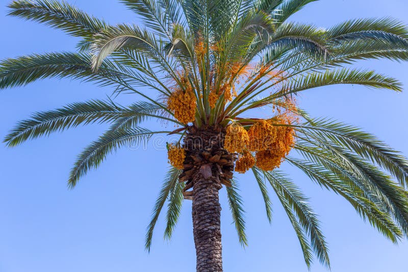 375 Sagging Tree Stock Photos - Free & Royalty-Free Stock Photos from ...