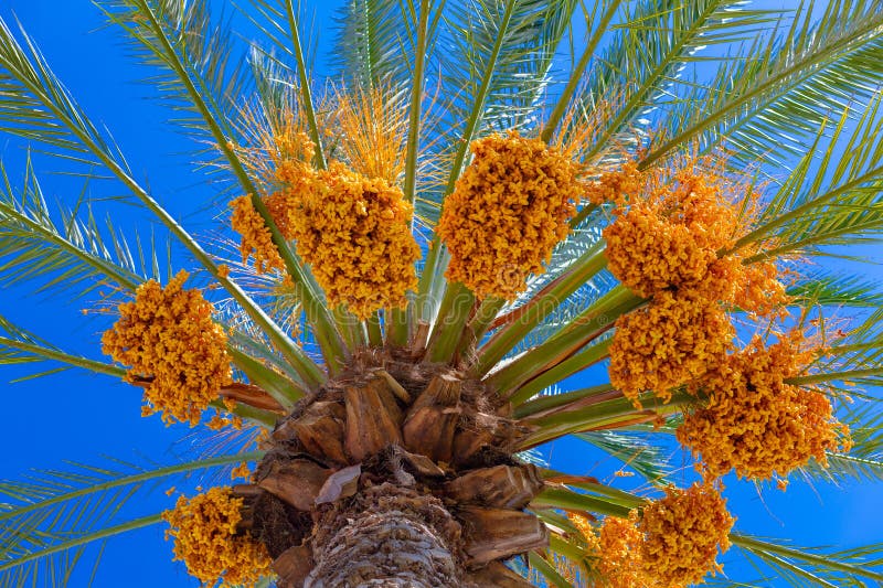 Date Fruits Sagging from the Top Od a Palm Tree Stock Photo - Image of ...